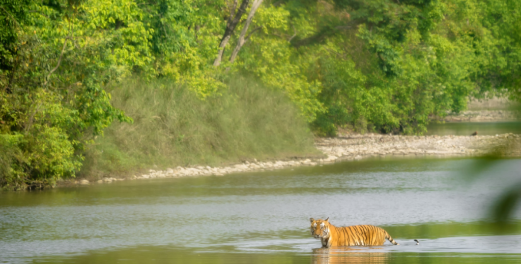 Bardia National Park Tour 7 days itinerary / 2025